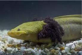 Achoque: the cousin of the axolotl native to the Zacapu lagoon, Michoacán 21629_6