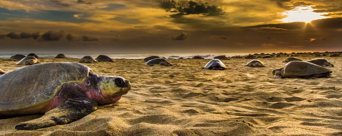 Salva a la tortuga marina a les platges d'Oaxaca fifu