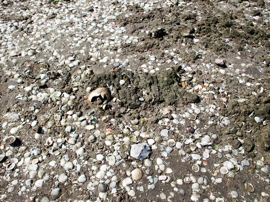 La Playa Sonora Arxeoloji Zonası