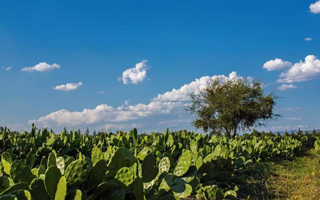 De nopal is de bêste natuerlike wetterreiniger yn 'e wrâld 21833_2