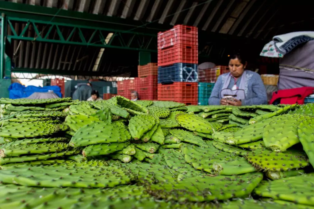 Nopal dünyanın ən yaxşı təbii su təmizləyicisidir 21833_3