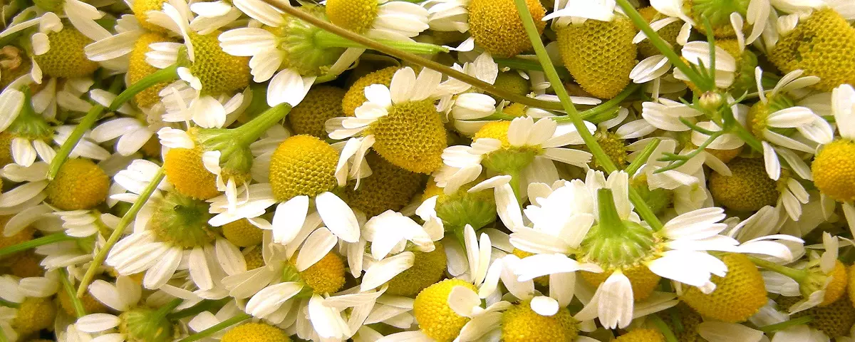 chamomile-medicinal-properties-1200