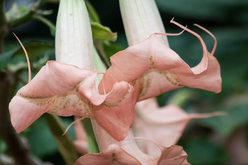 floripondio-বা-বেল-ফুল