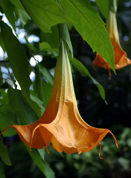 Floripondio, একটি খুব বিপজ্জনক হ্যালুসিনোজেনিক উদ্ভিদ 21979_2