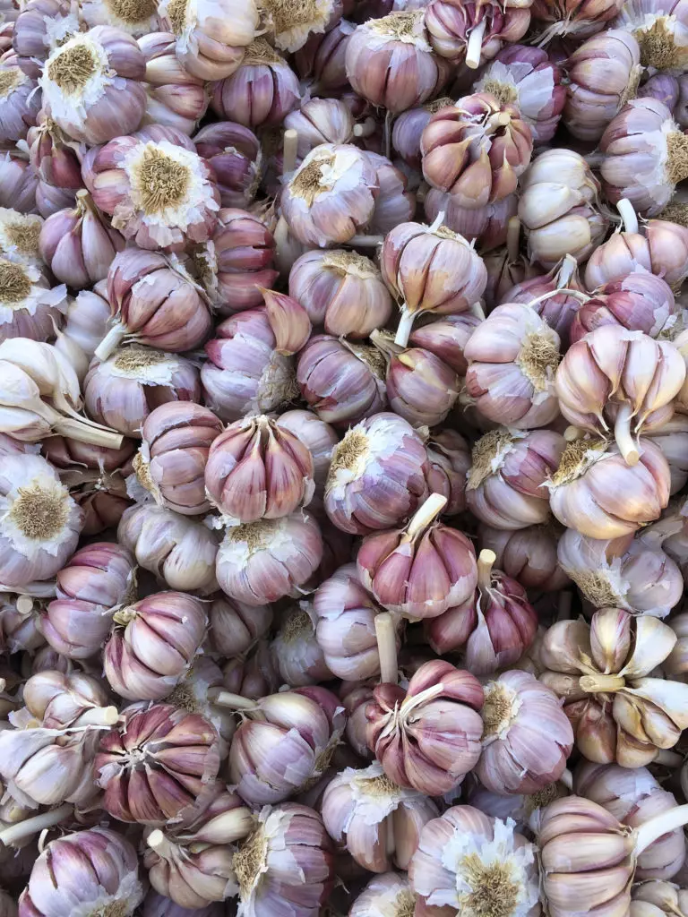 Garlic na ọgwụ Njirimara 21980_2