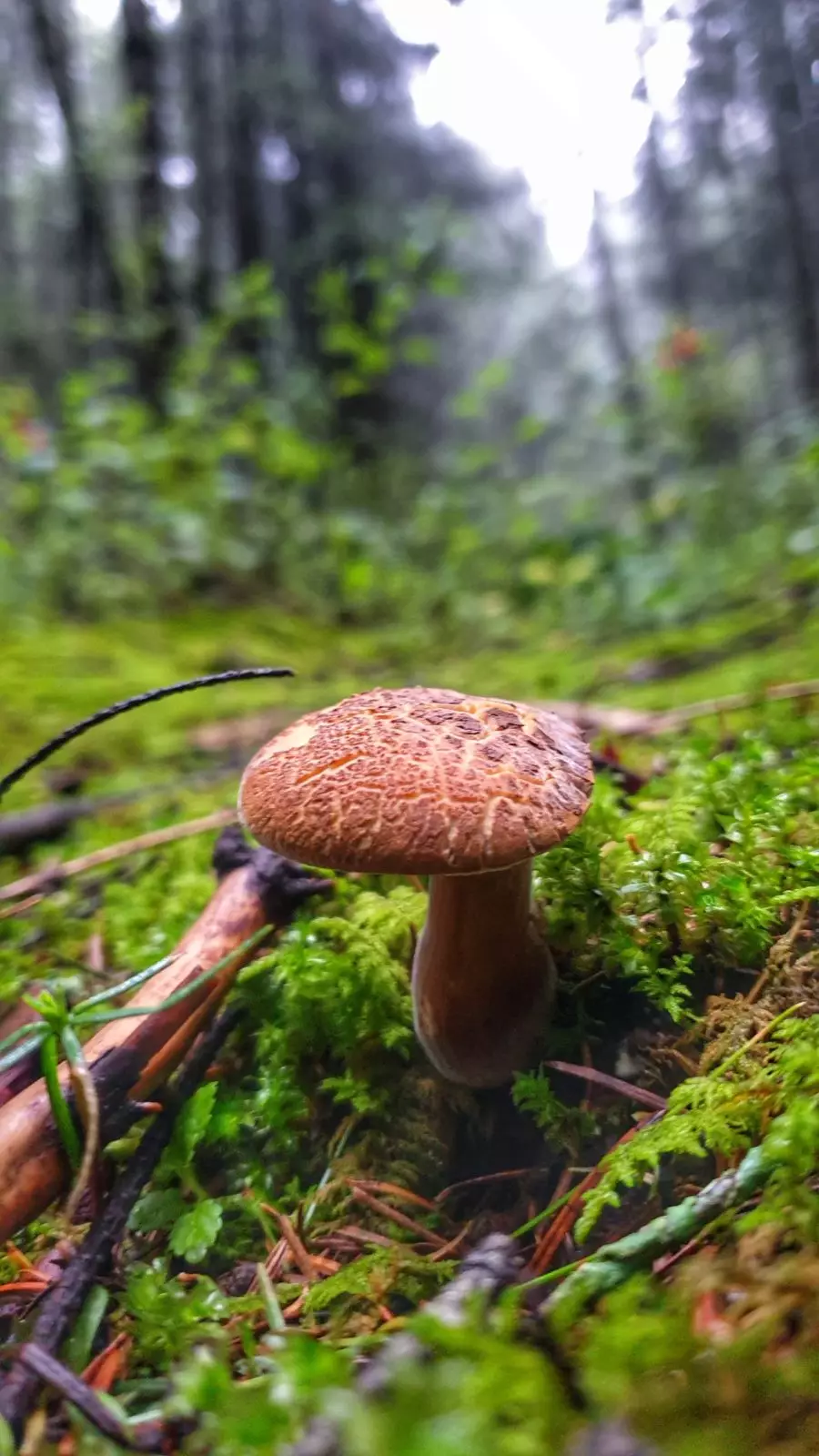 mushrooms na Tlaxcala