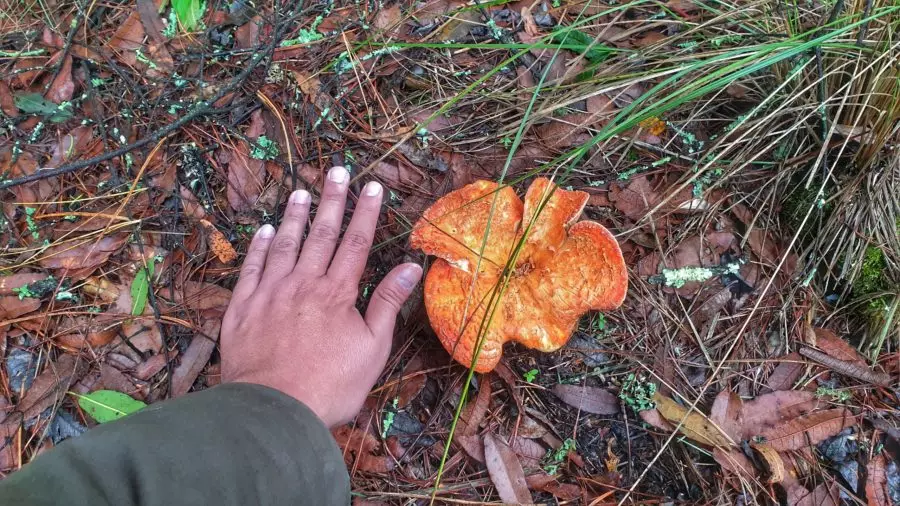 alaeze fungi! Bie njem ero na Tlaxcala 22118_3