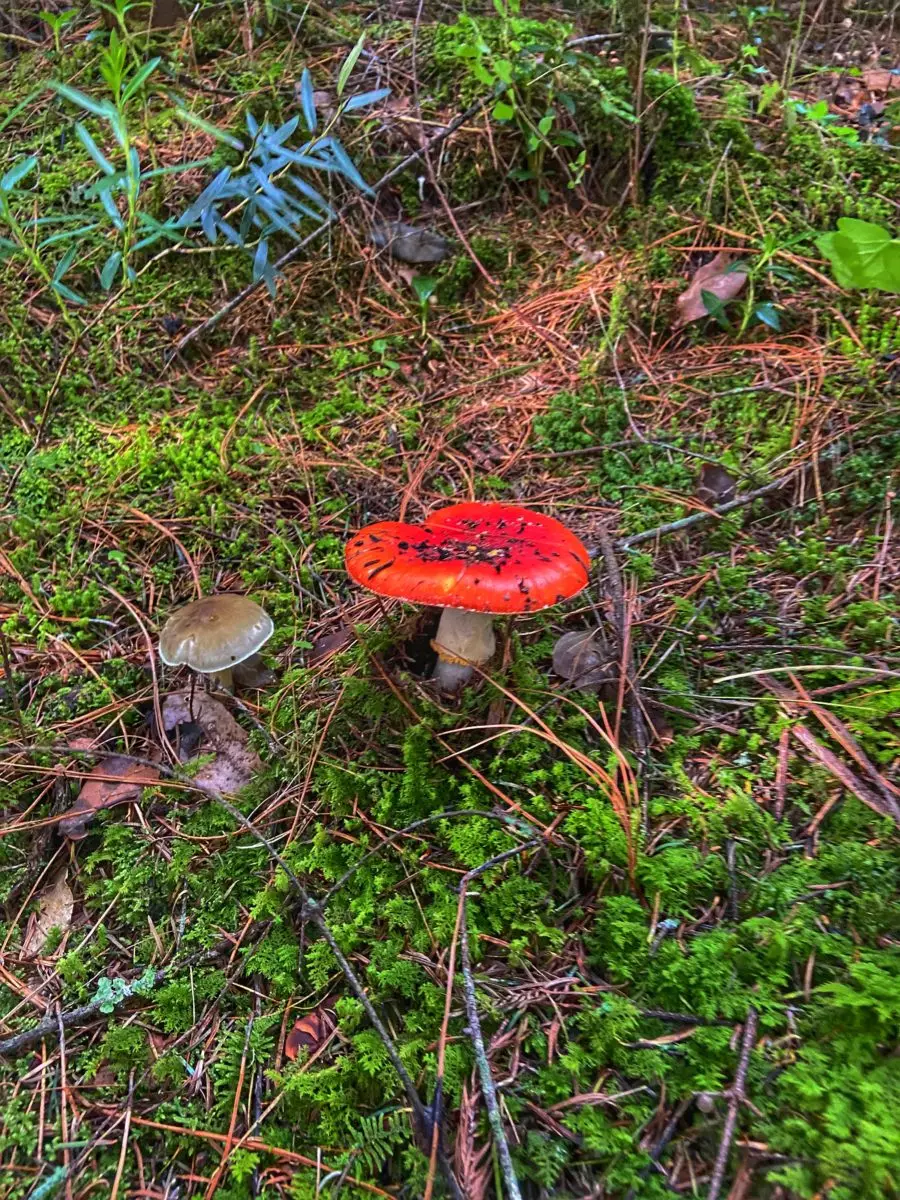 alaeze fungi! Bie njem ero na Tlaxcala 22118_6