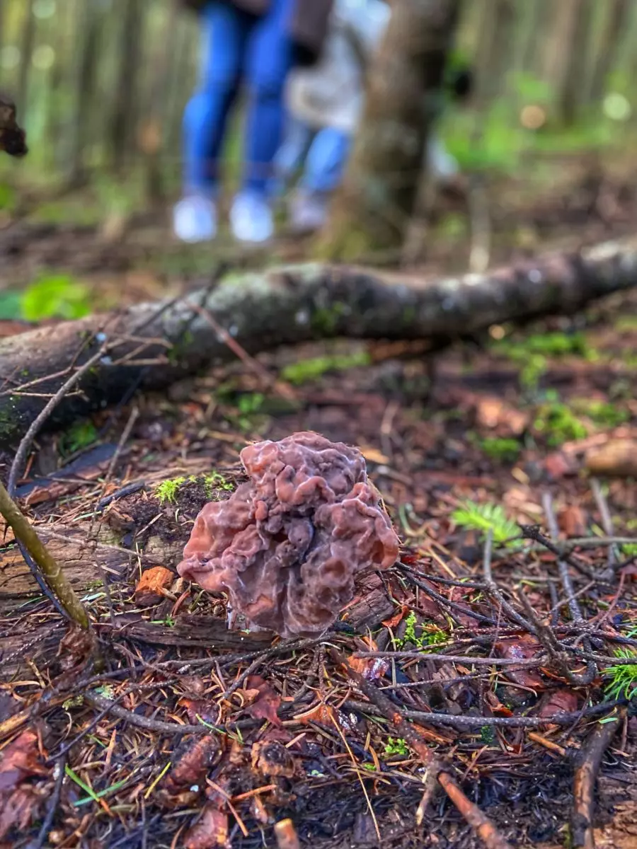 alaeze fungi! Bie njem ero na Tlaxcala 22118_7