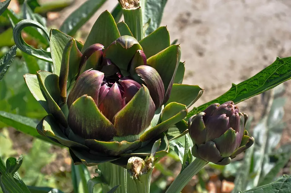 artichoke, ມັນແມ່ນຫຍັງແລະຜົນປະໂຫຍດຂອງມັນແມ່ນຫຍັງ? 22120_2