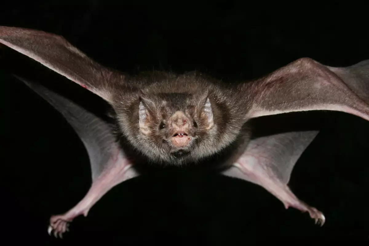 morcegos-e-vampiros