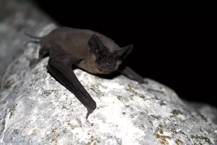 Notas sobre morcegos e vampiros 22121_3