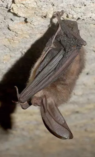Notas sobre morcegos e vampiros 22121_5