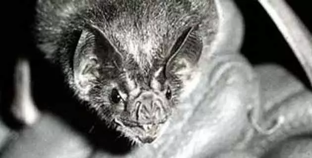 Notas sobre morcegos e vampiros 22121_6