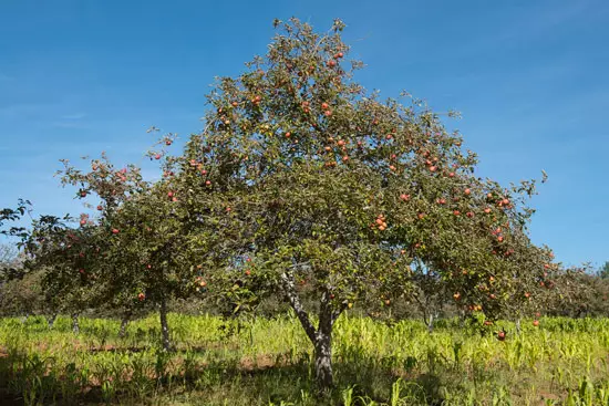 Zacatlán e etsa mokete le Great Apple Fair 22139_2