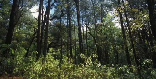 Petua pengembara Sierra de Manantlán, Jalisco fifu