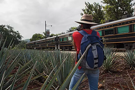 Sem morcegos não há mezcal! Vamos evitar a extinção de ambos 22197_2