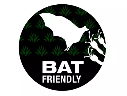 Without bats there is no mezcal! Let's avoid the extinction of both 22197_5