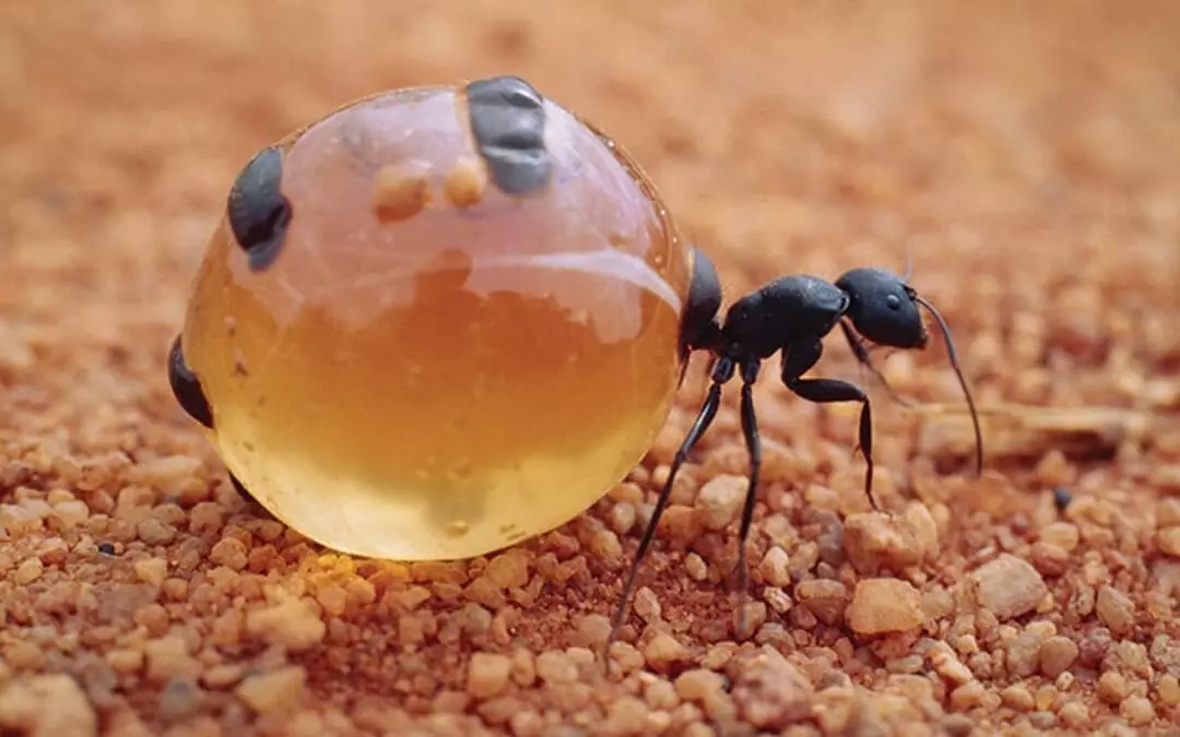 ANTS-HONEY-1080×675