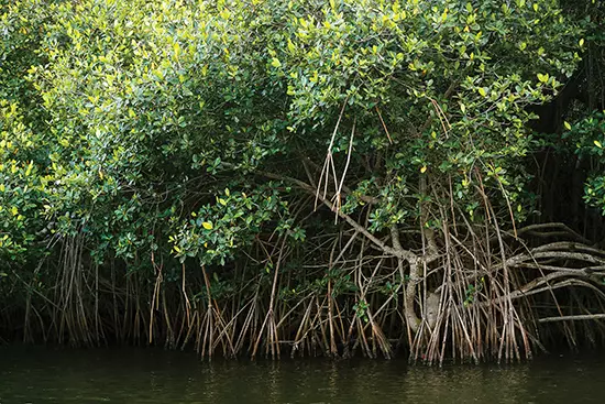 Route Olmèque : De Boca del Río à Los Tuxtlas 22367_5