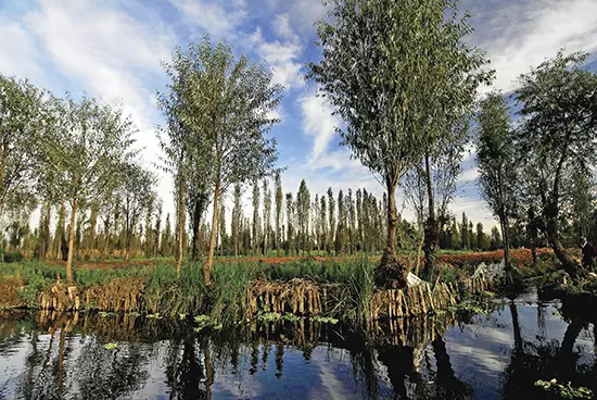 Rruga Xochimilco 360: Nga skela Nuevo Nativitas në Parkun Ekologjik Xochimilco 22372_8