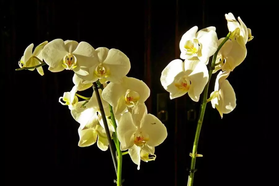 орхидеялар