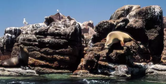 Isla Guadalupe, mahali maalum kwa mtu wa fifu