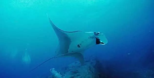 Ang mga isla ng Dagat ng Cortez (Baja California Sur) ay fifu