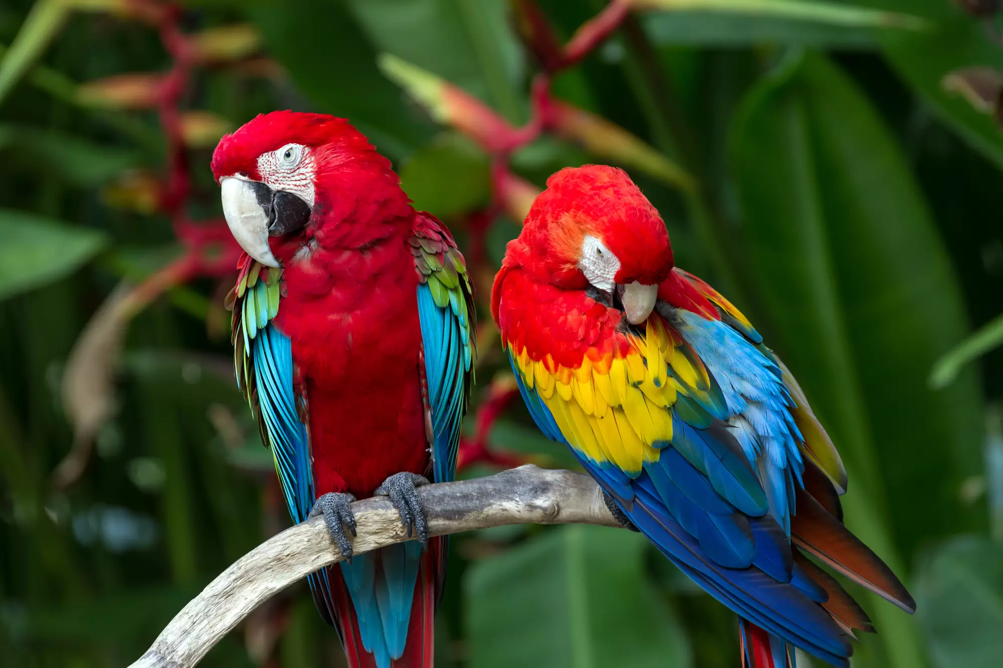 Tréithe an macaw scarlet