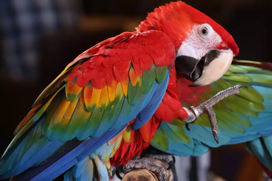 Guacamaya vermella