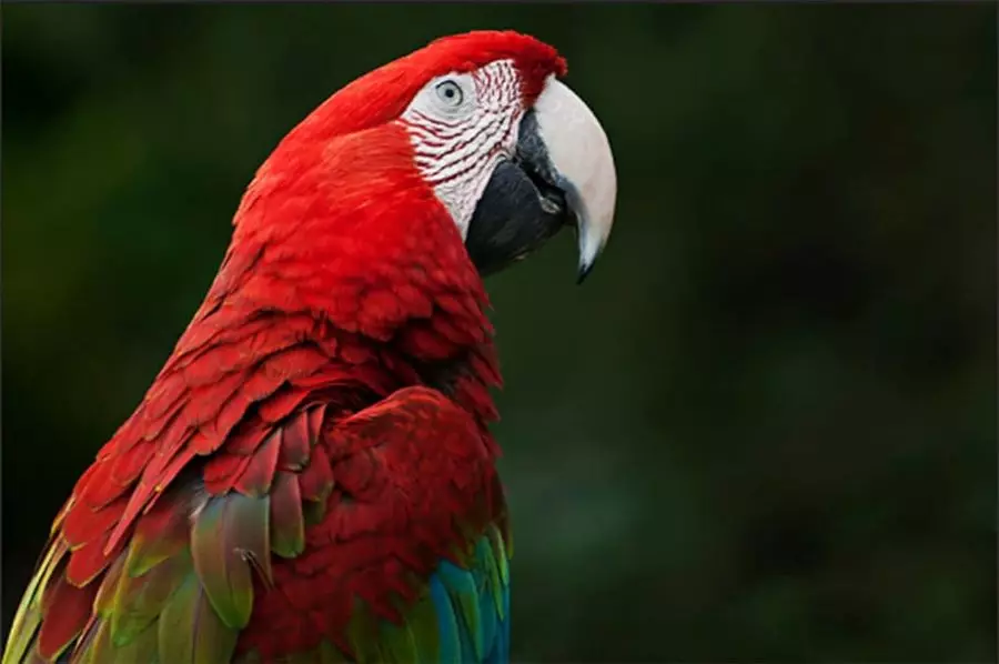 Guacamaya vermella, espècie en perill d'extinció