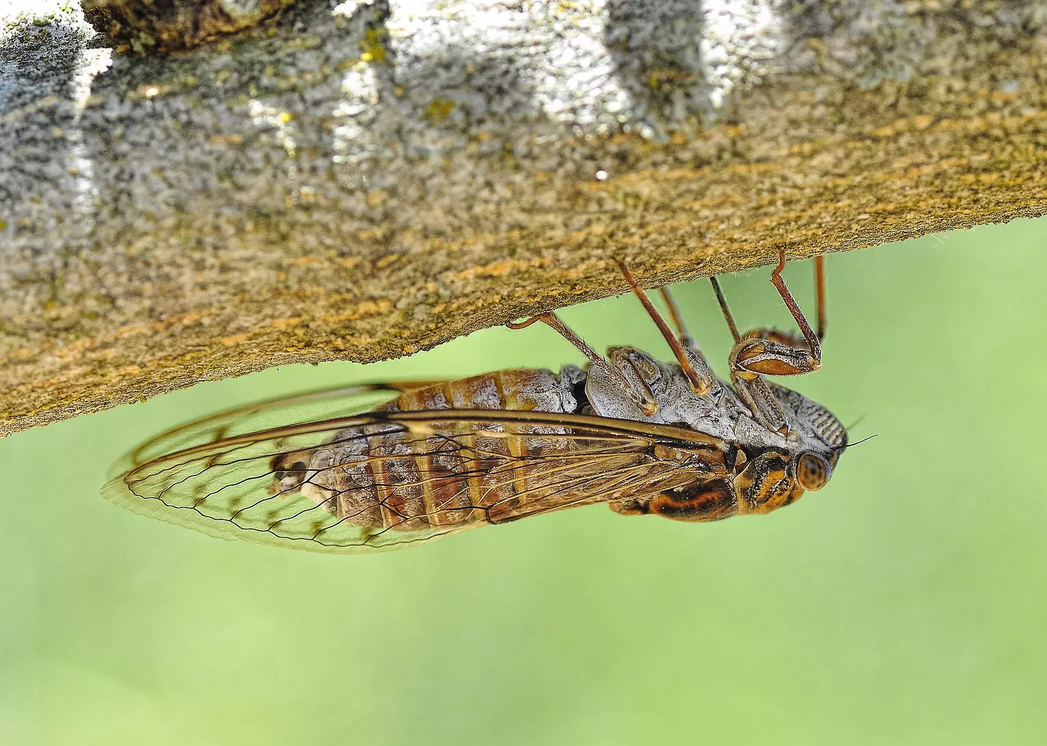 Cicadas jew Cicadas