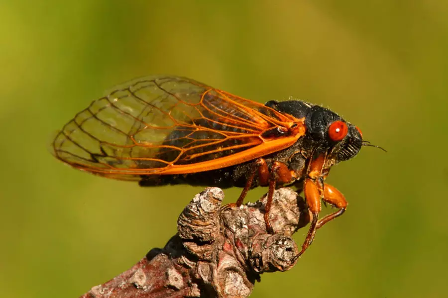 Cicadas nó Cicadas