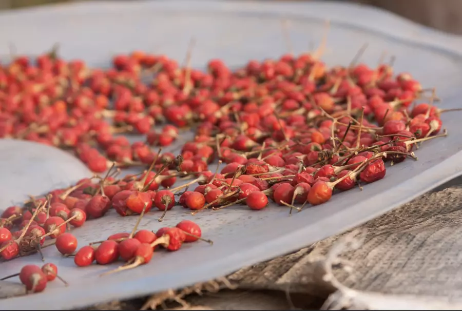 Chile piquín, ຂະຫນາດນ້ອຍທີ່ສຸດຂອງທັງຫມົດ 23039_4