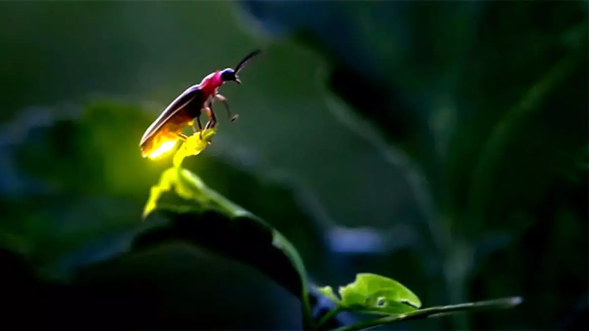 Waarom worden vuurvliegjes met uitsterven bedreigd?