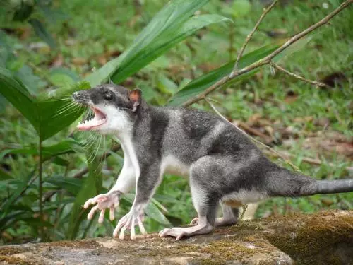 aquatic-opossum