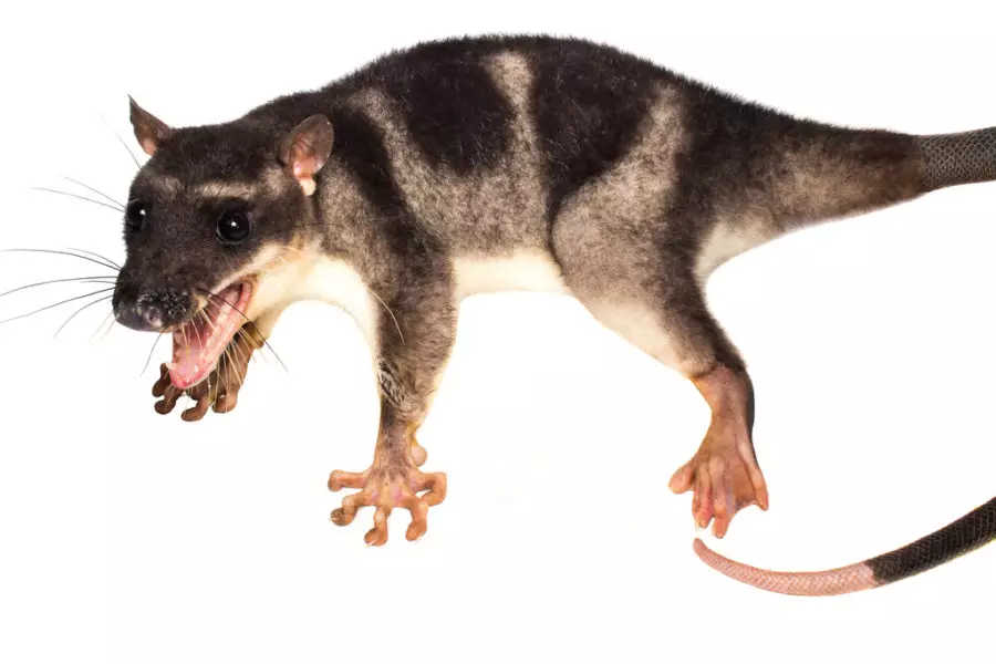 Aquatic opossum, marsupial Meksîkî ya bêhempa di xetereyê de ye 23120_2