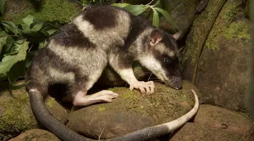 Aquatic opossum, marsupial Meksikana tsy manam-paharoa atahorana 23120_3