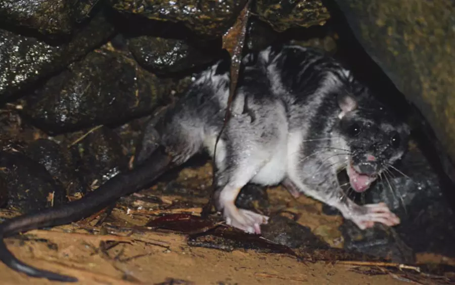 Aquatic opossum, marsupial Meksikana tsy manam-paharoa atahorana 23120_5