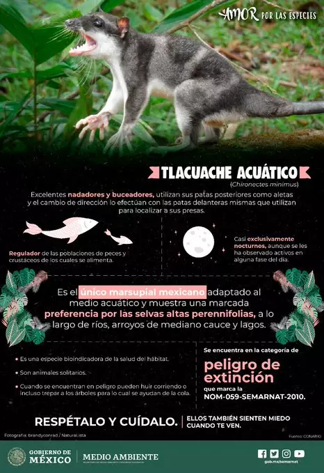 Opossum aquatique, un marsupial mexicain unique en danger 23120_6