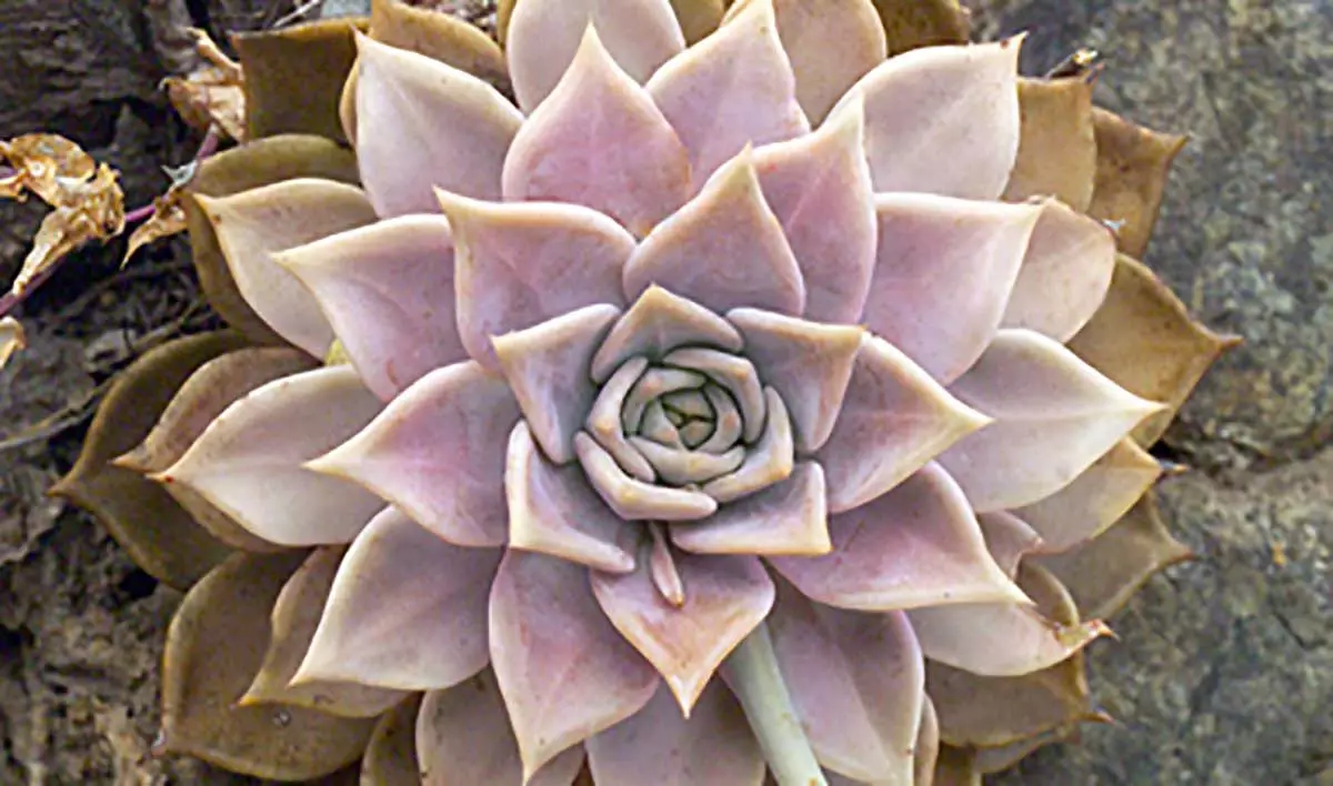 Echeveria, tanaman yang terancam punah 23129_2