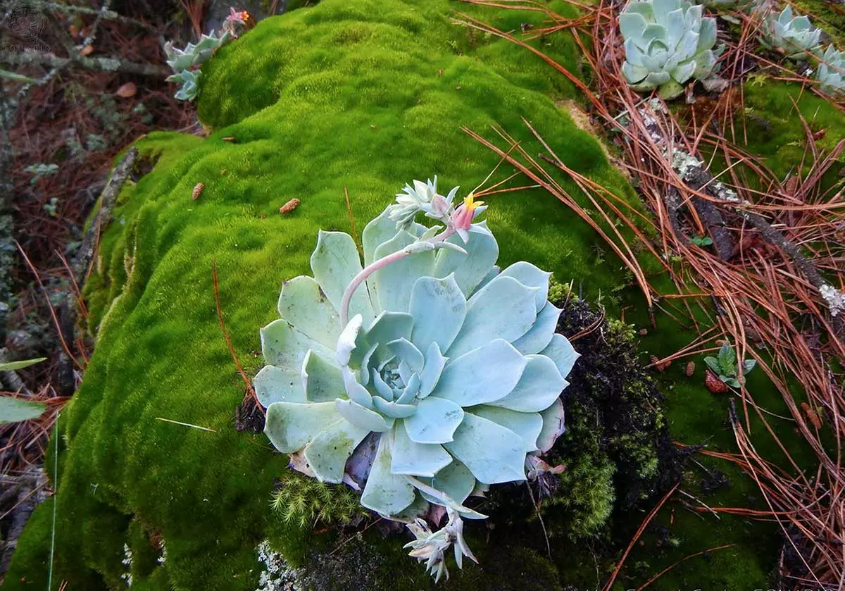 Echeveria, usa ka tanum nga peligro nga mapuo 23129_5