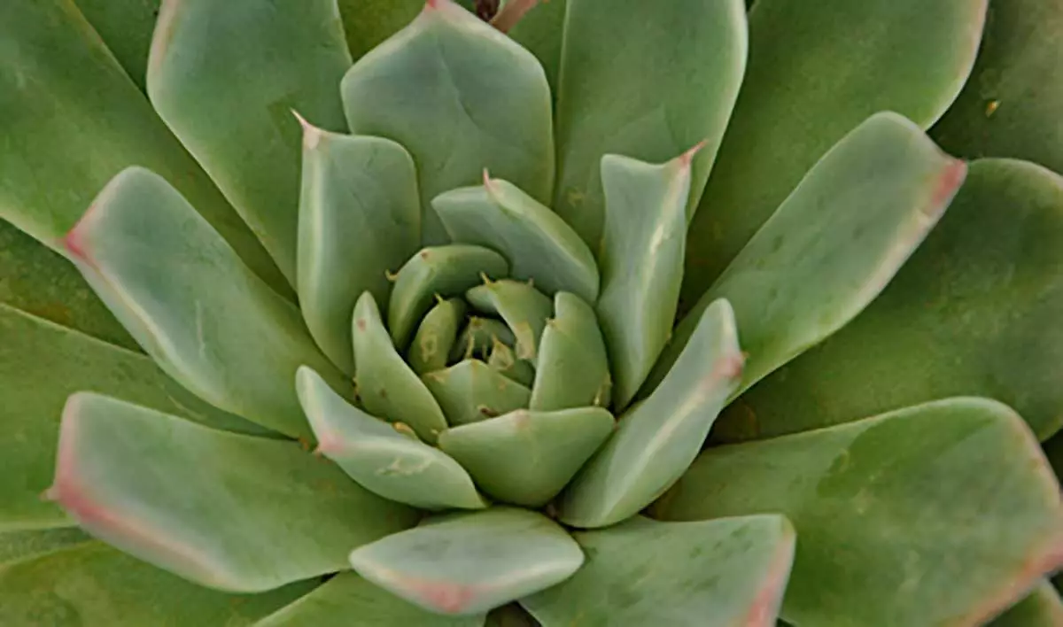 Echeveria, usa ka tanum nga peligro nga mapuo 23129_6