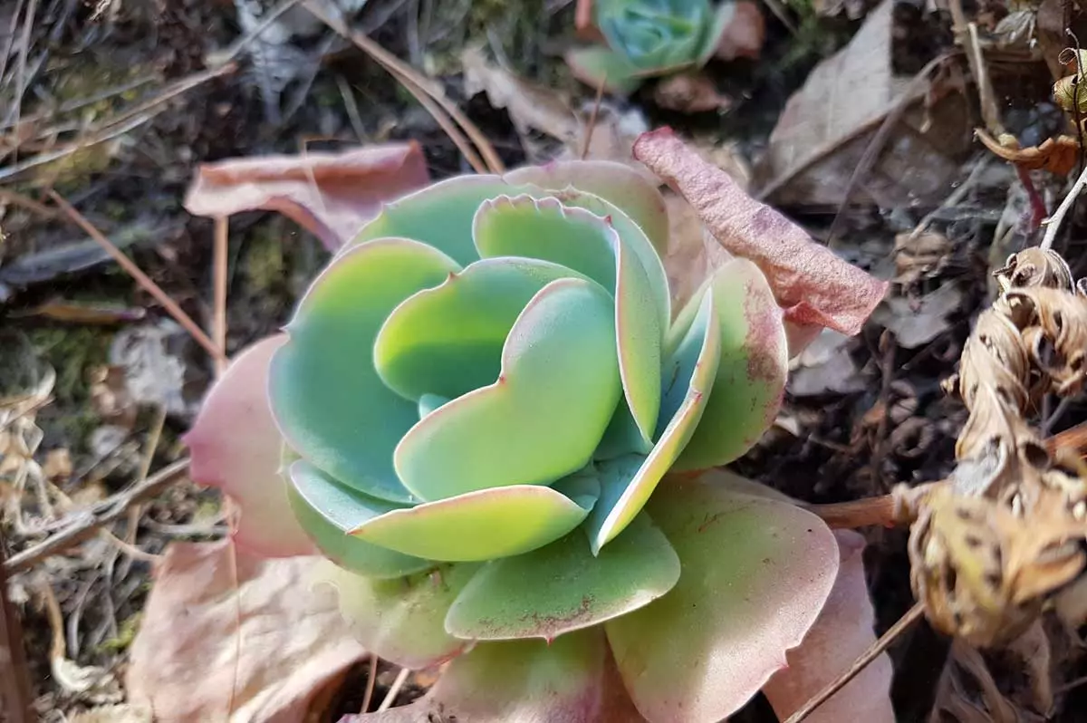 Echeveria, tanaman yang terancam punah 23129_7