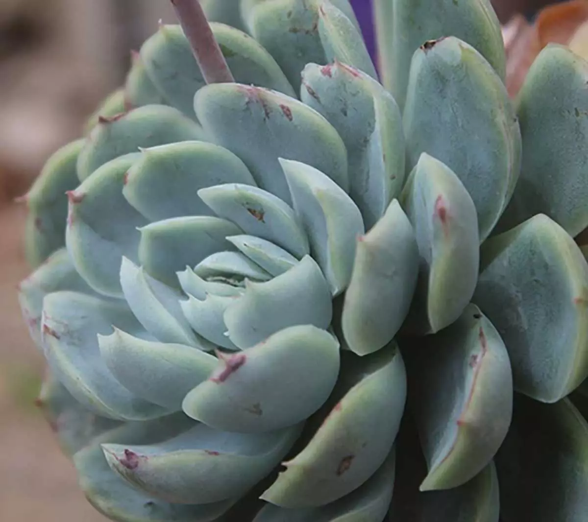 Echeveria, usa ka tanum nga peligro nga mapuo 23129_9