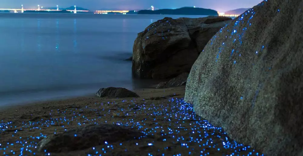 bioluminescent-beachs-holbox-istock-1200