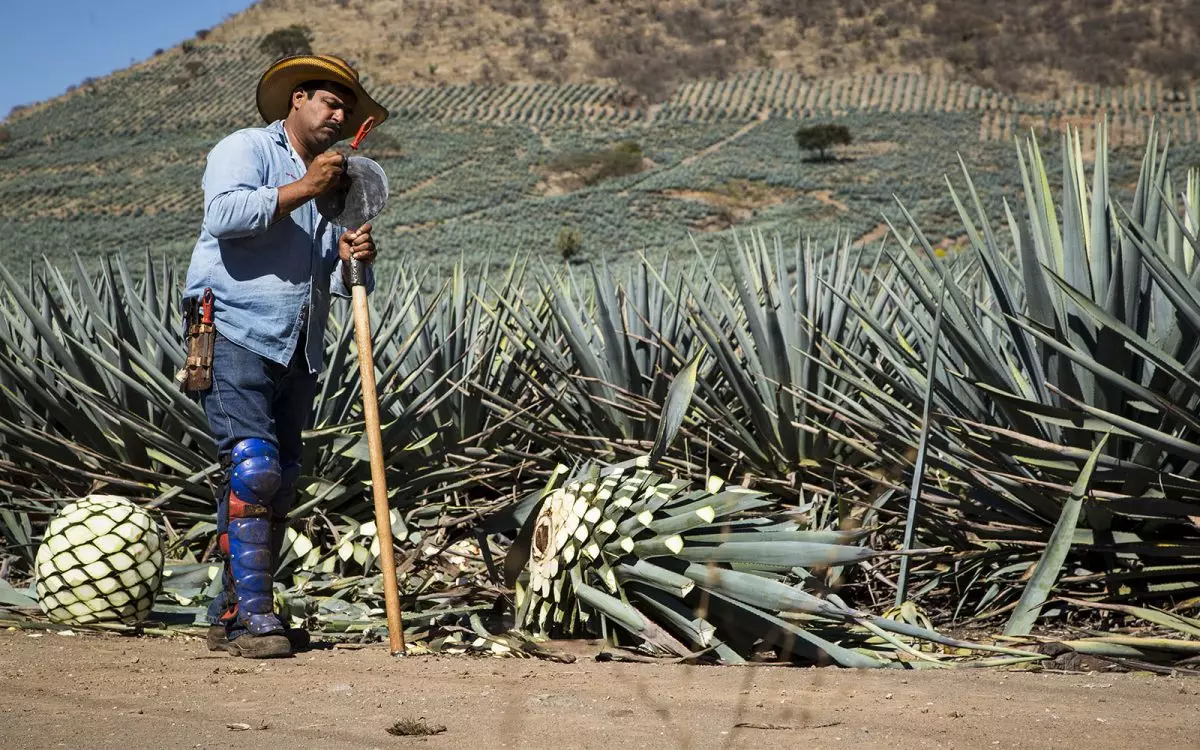 Rượu tequila được làm như thế nào