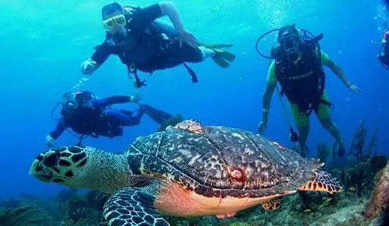 Cozumel'de Dalış / Bilinmeyen Meksika Arşivi