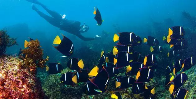 32 immersioni nel mare di Cortez fifu