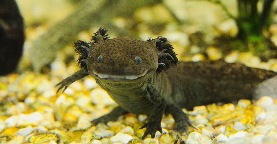 axolotl